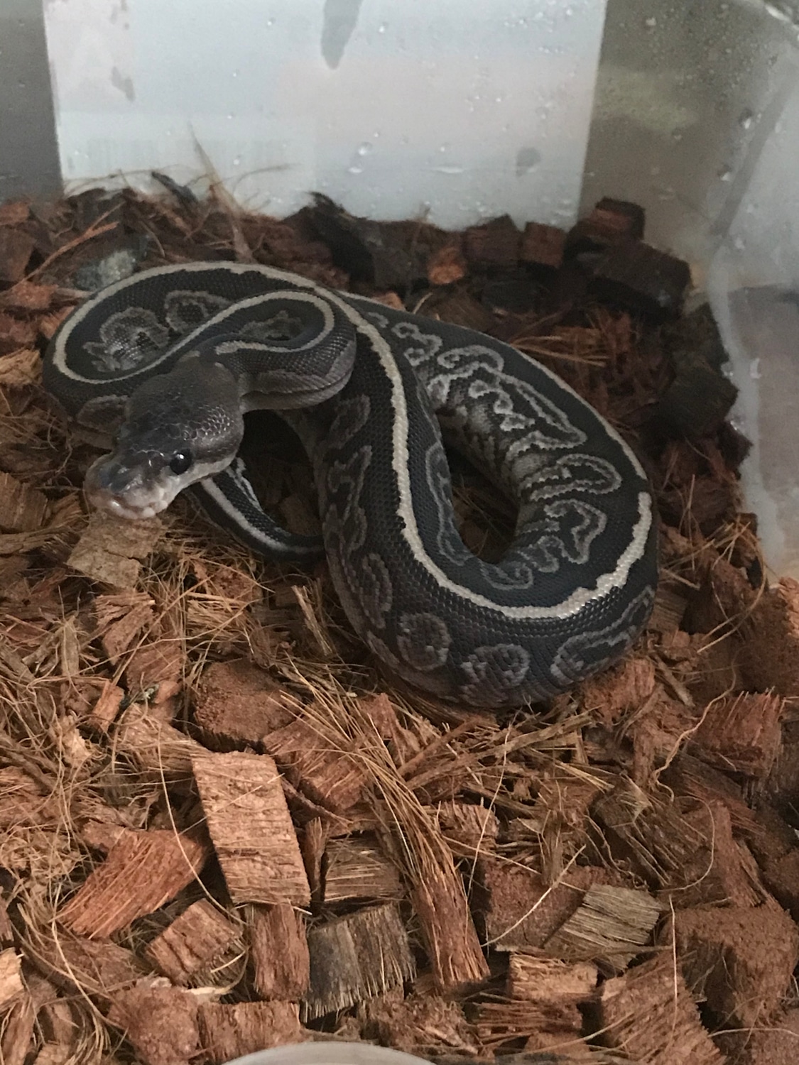 Onyx Ball Python by Eisenbarth Exotics - MorphMarket