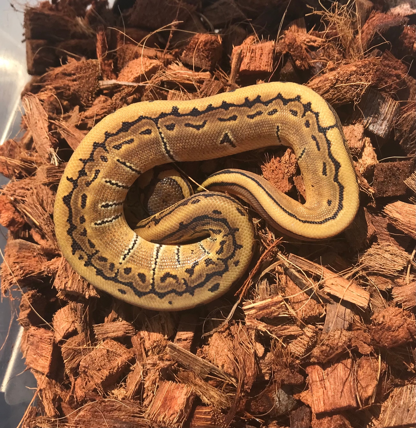 Pinstripe-Shipped Ball Python by Eisenbarth Exotics - MorphMarket