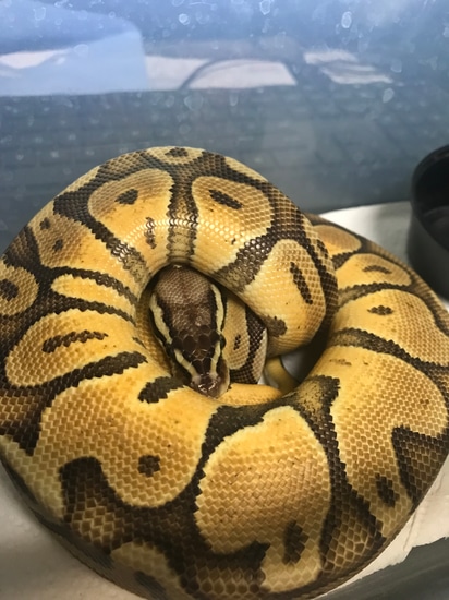 Black Pewter Enchi Ball Python by Eisenbarth Exotics