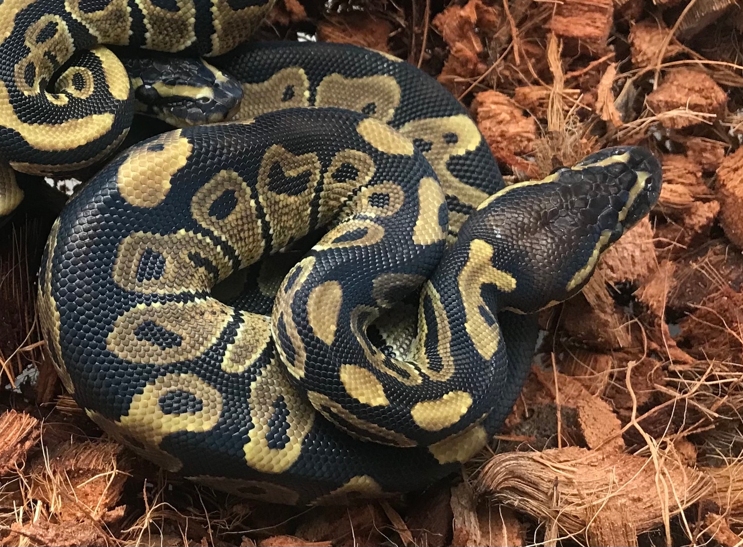 100% Het Axanthic Vpi 66% Albino 50% Het Genetic Stripe Ball Python by ...