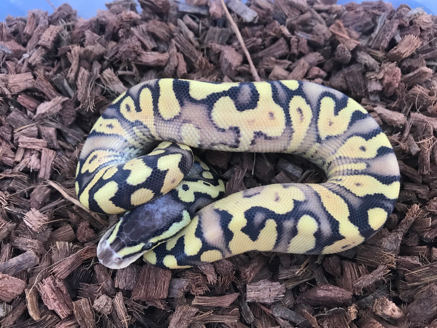 GHI Pastel Orange Dream Yellow Belly Ball Python by Eisenbarth Exotics ...
