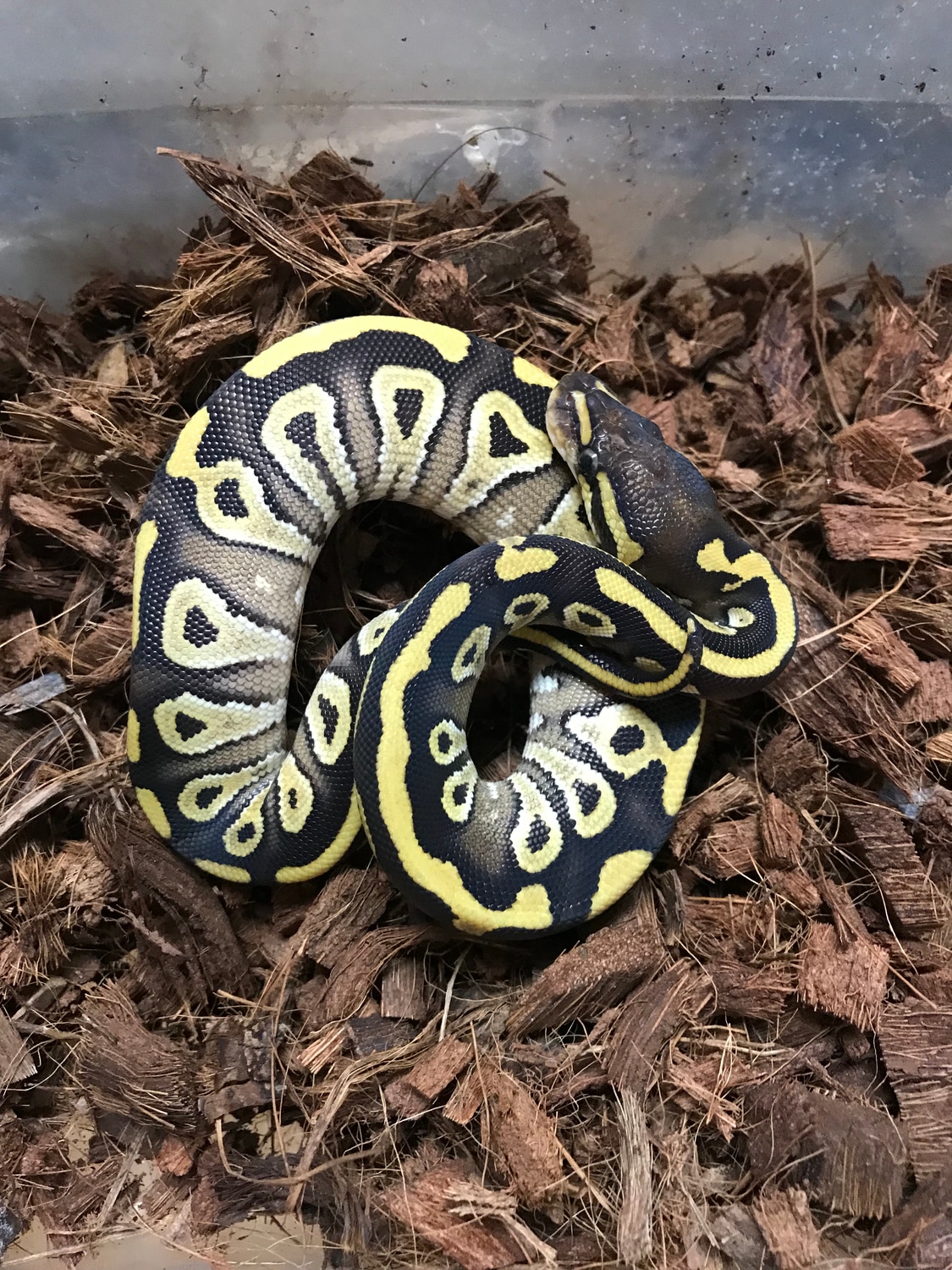 Mojave Ball Python by Eisenbarth Exotics - MorphMarket