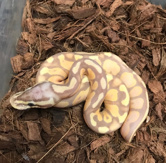 Banana Enchi Pastel Ball Python by Eisenbarth Exotics