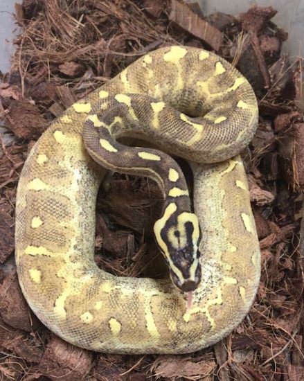 Freeway Enchi Ball Python by Eisenbarth Exotics