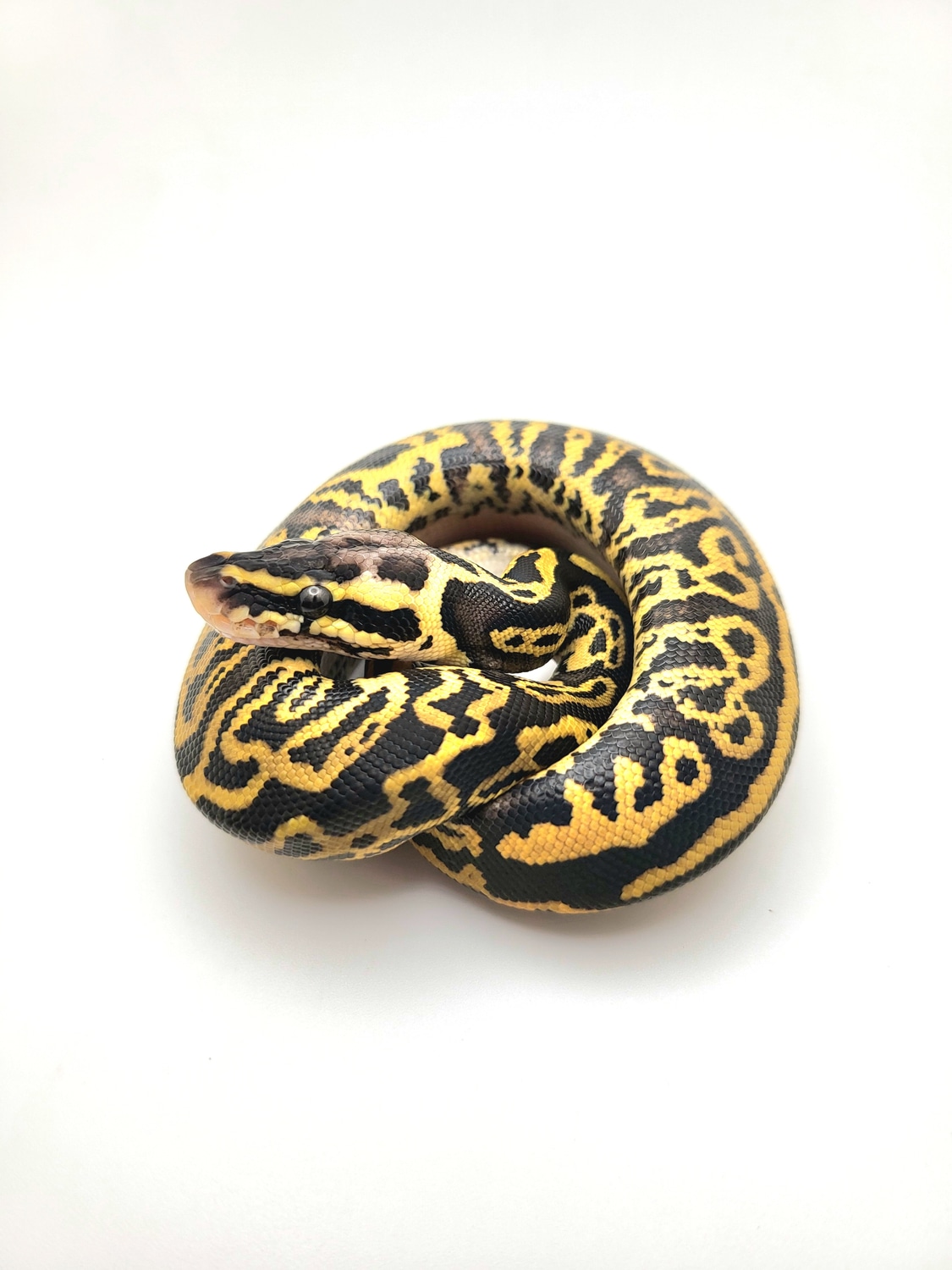 Leopard Yellow Belly Possible Pastel 66% Het Pied 50% Het Hypo Ball ...
