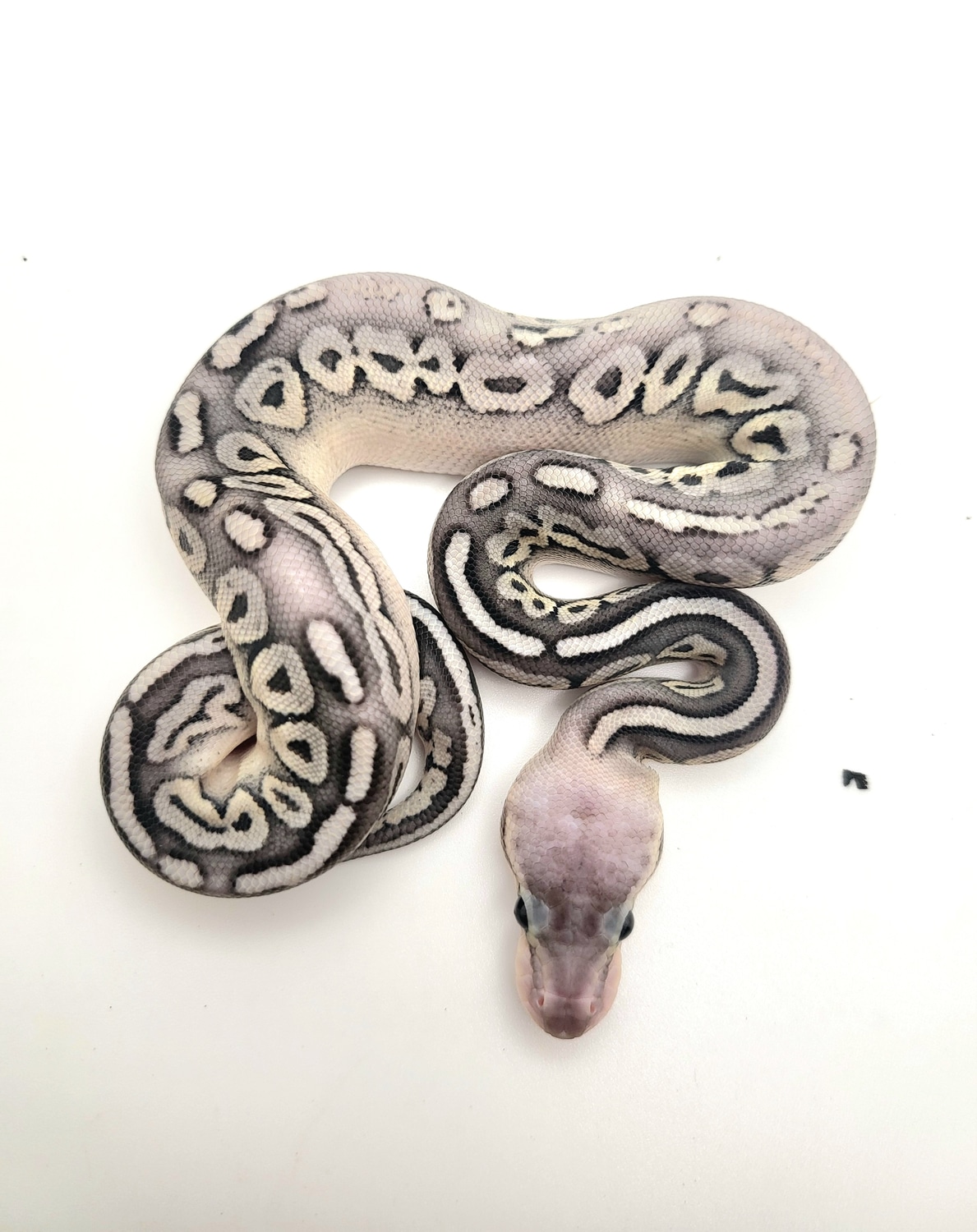Super Pastel Cinnamon (Sterling) 50% Het Pied 50% Het Ultramel Ball ...