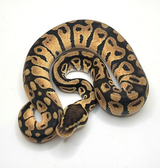 Pastel 100% Het Clown 100% Het Pied Ball Python by Samurai Exotix