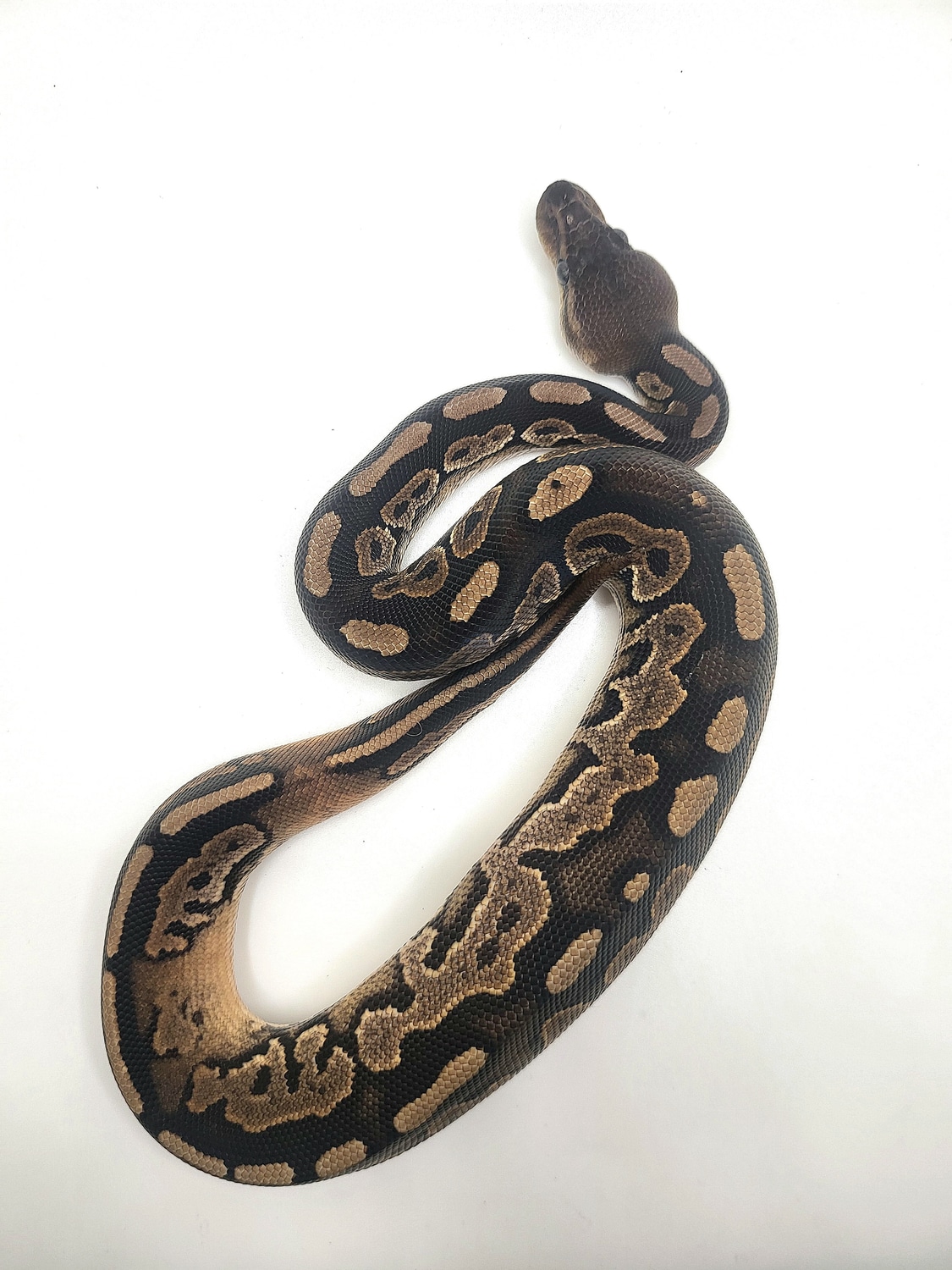 Cinnamon With Possible Het Pied Marker 50% Het Pied 50% Het Ultramel ...