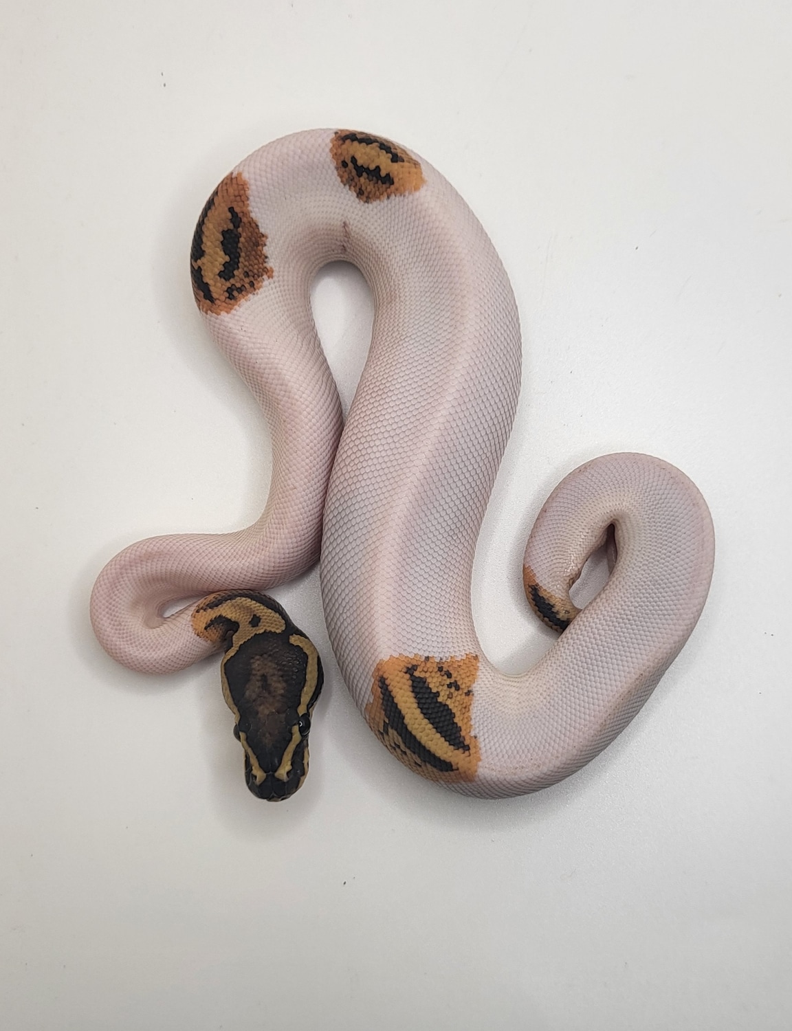Pied 50% Het Ghost Ball Python by Samurai Exotix - MorphMarket