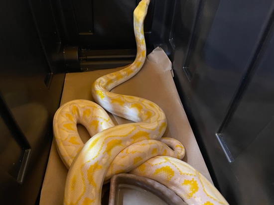 Lavender Albino Reticulated Python by Reptiliaddict