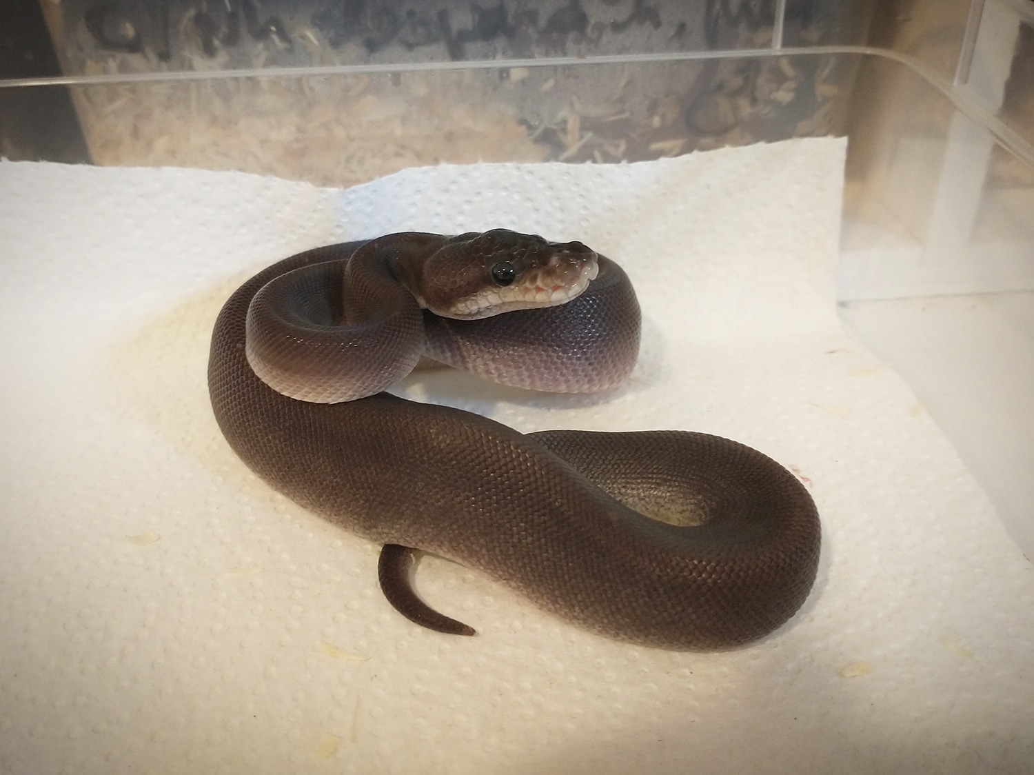 Super Cinnamon Possible Mahogany Ball Python by Mother of Snakes ...