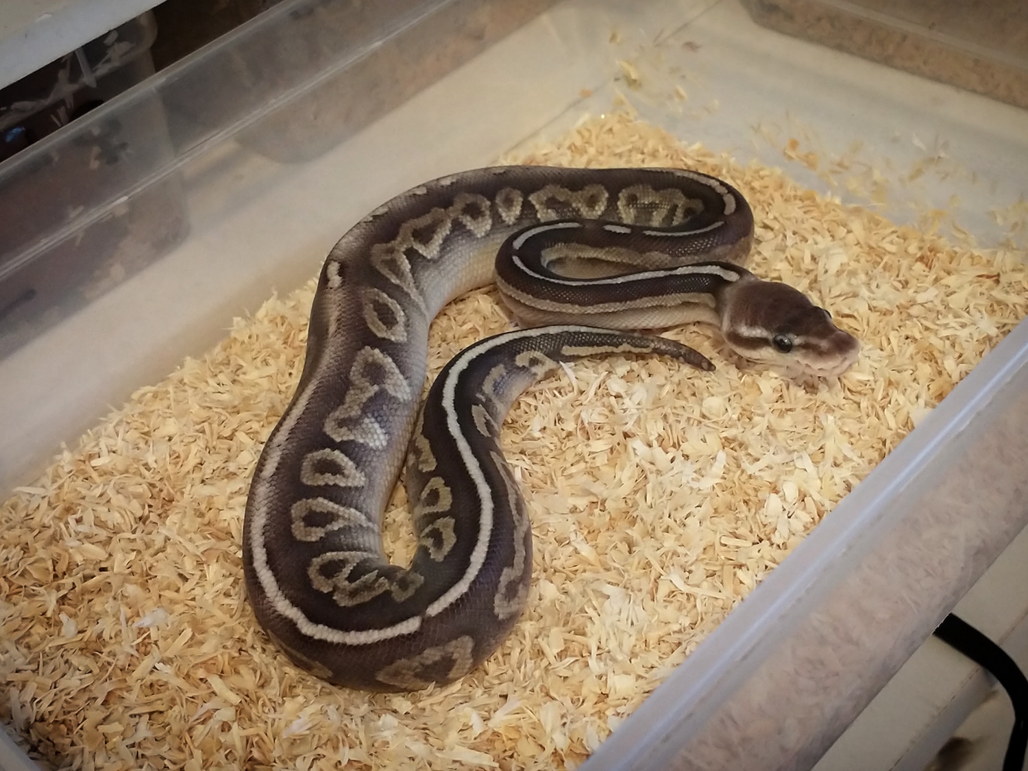 Mojave Pewter Sable Ball Python by Mother of Snakes - MorphMarket