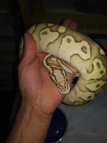 Firefly Lesser Pos. Yellow Belly 100% Het Clown Ball Python by Jv Morphs
