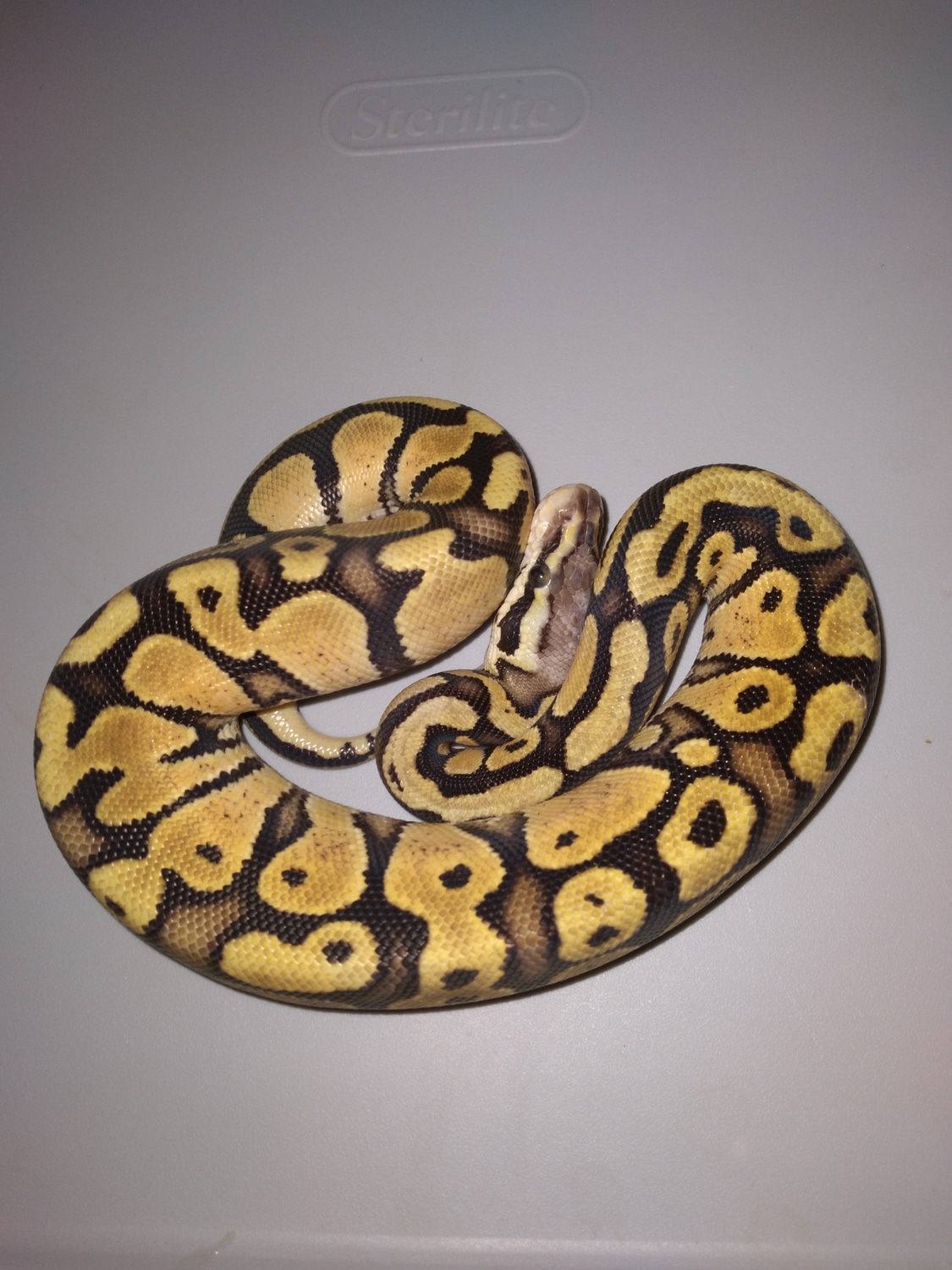 Pastel Vanilla Ball Python by Jv Morphs - MorphMarket
