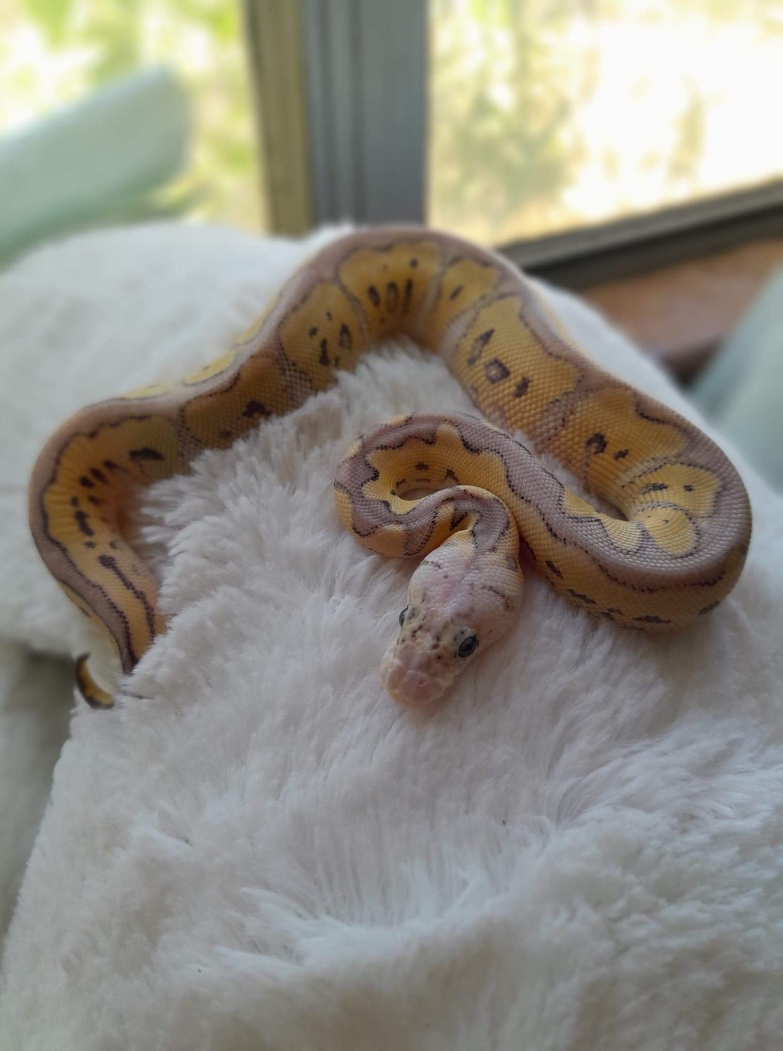 Killer Clown Ball Python by Jv Morphs - MorphMarket