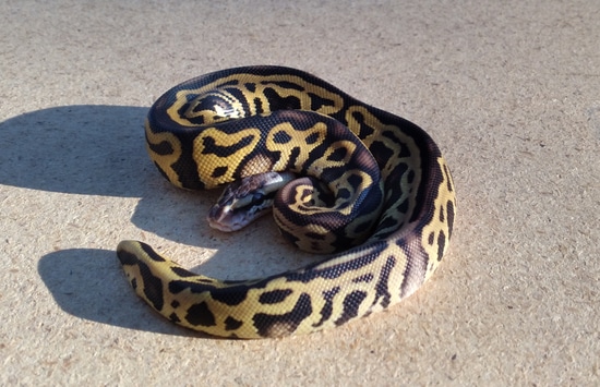 Pastel Leo Double Het Clown/Hypo Ball Python by JV MORPHS