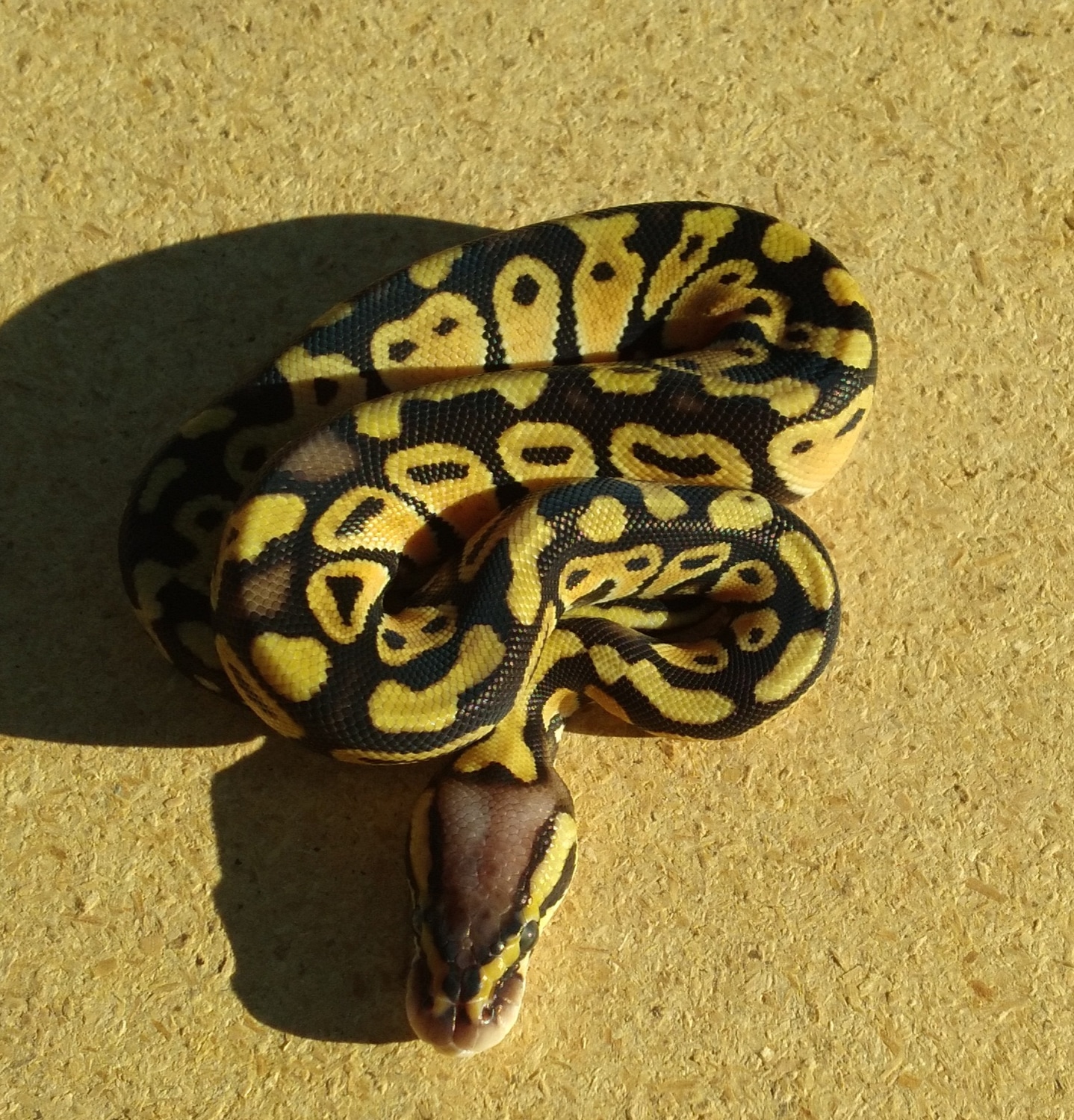 Pastel Double Het Clown/Hypo Ball Python by Jv Morphs - MorphMarket