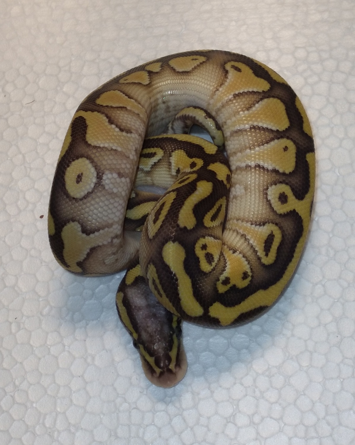 Pastel Lesser Double Het Clown/Hypo Ball Python by Jv Morphs - MorphMarket