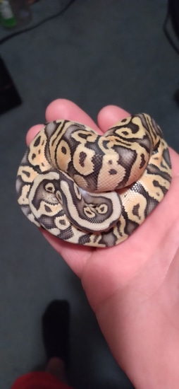 Super Pastel Double Het Clown/hypo Ball Python by JV MORPHS