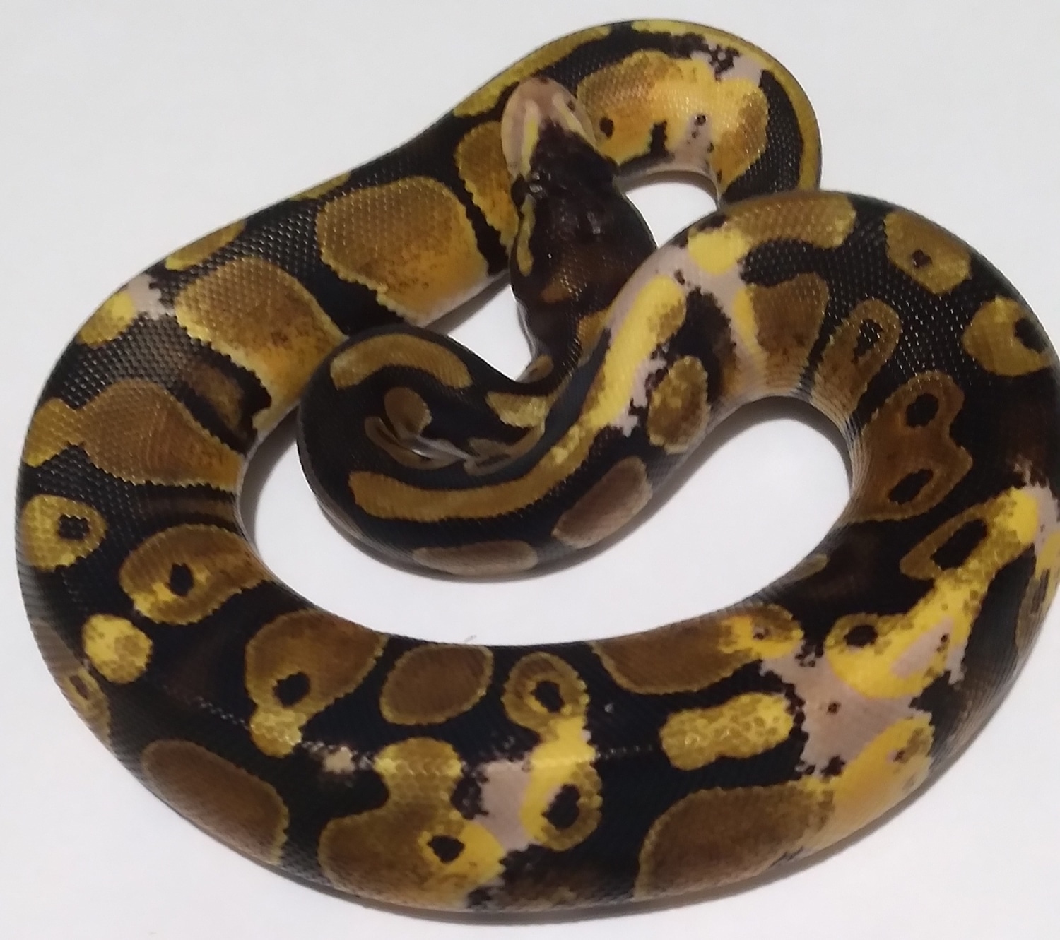 Pastel W/ Coral Glow Paradox Ball Python by Jv Morphs - MorphMarket