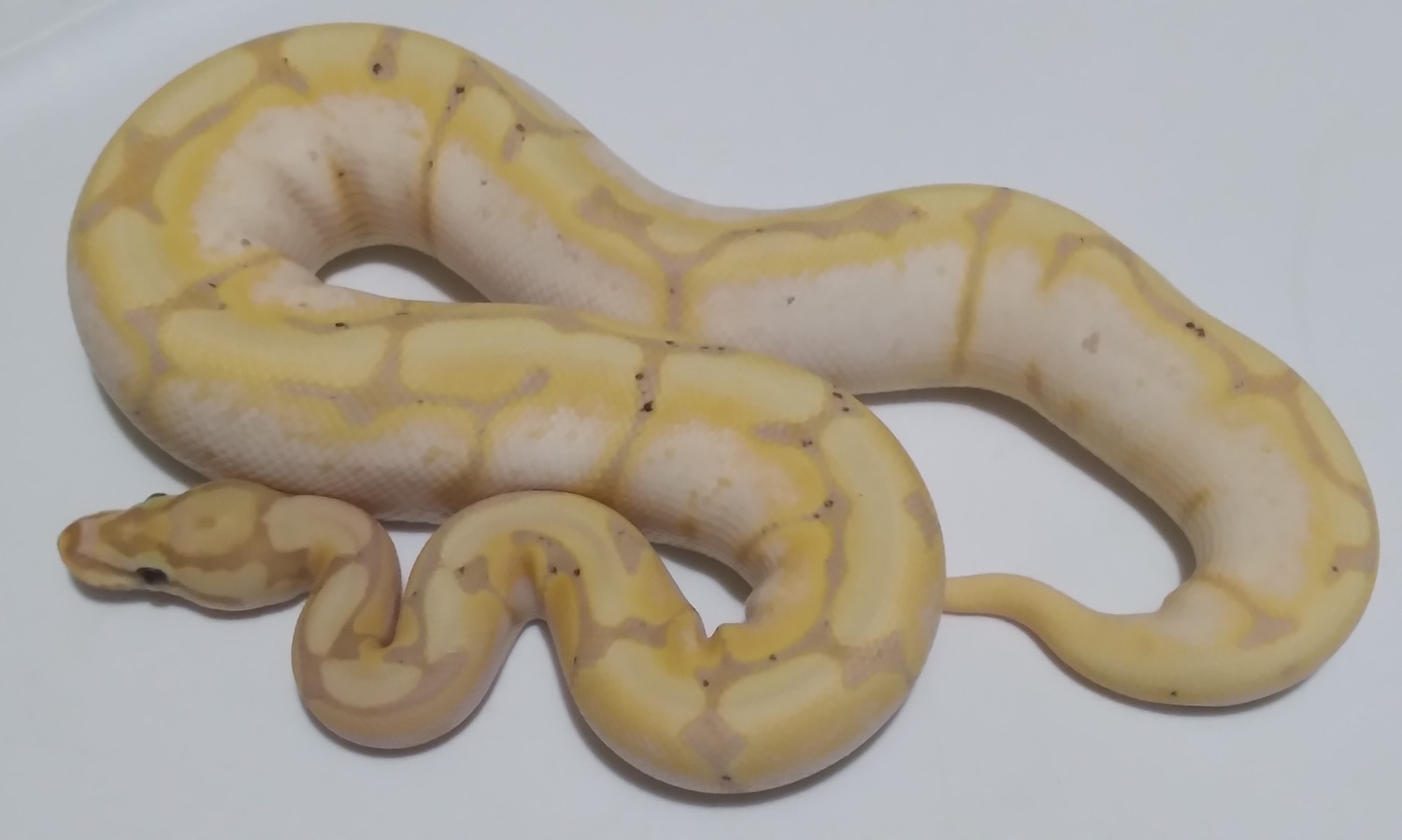Spider Coral Glow Pos. Het Pied Ball Python by Jv Morphs - MorphMarket