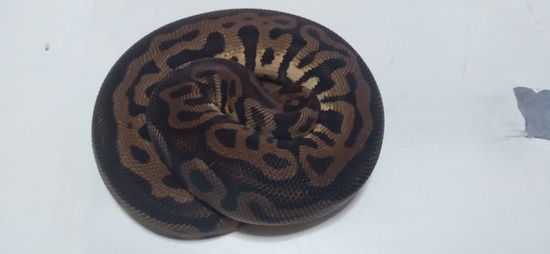 Pastel Leopard Double Het. Clown/Hypo Ball Python by JV MORPHS