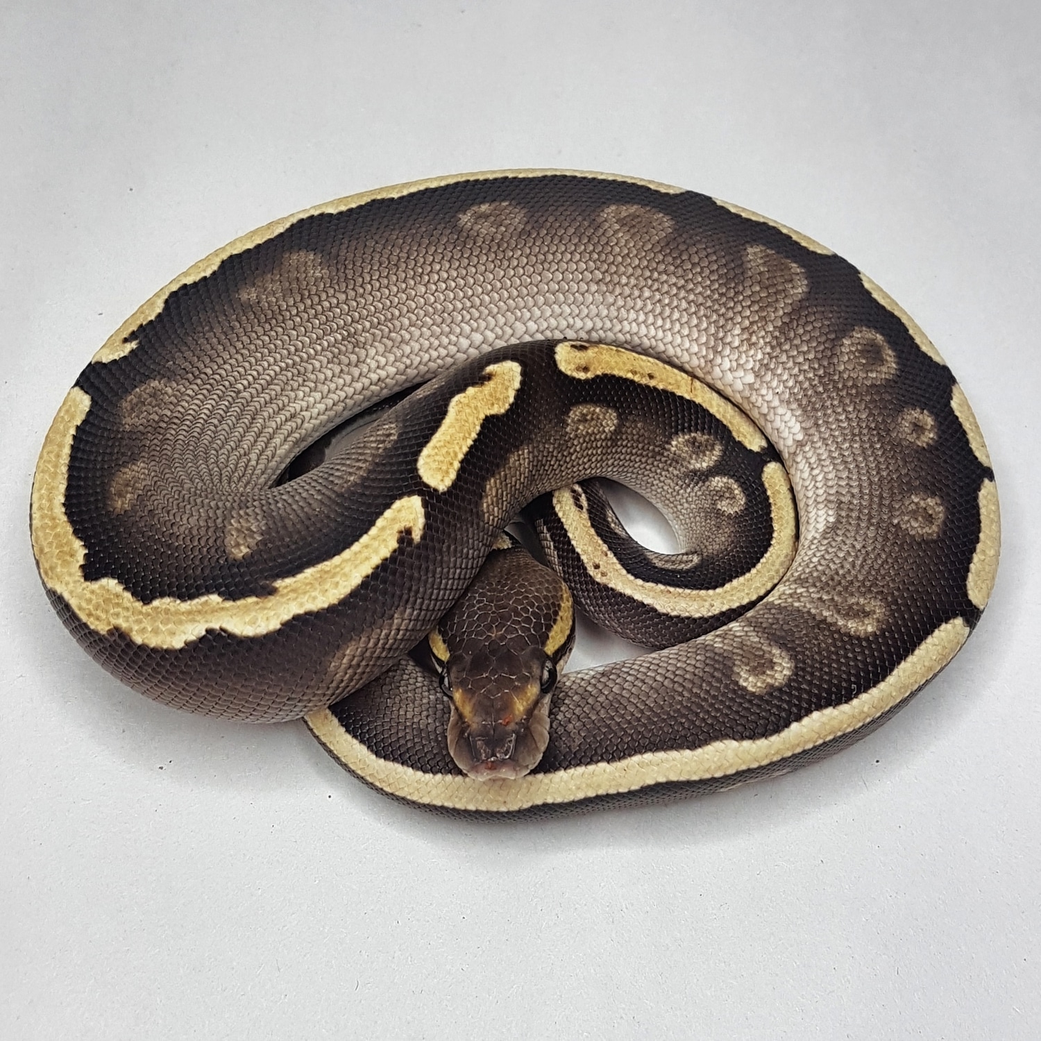 Ball Python Clutch: 3 by Strictly Royal Pythons - MorphMarket