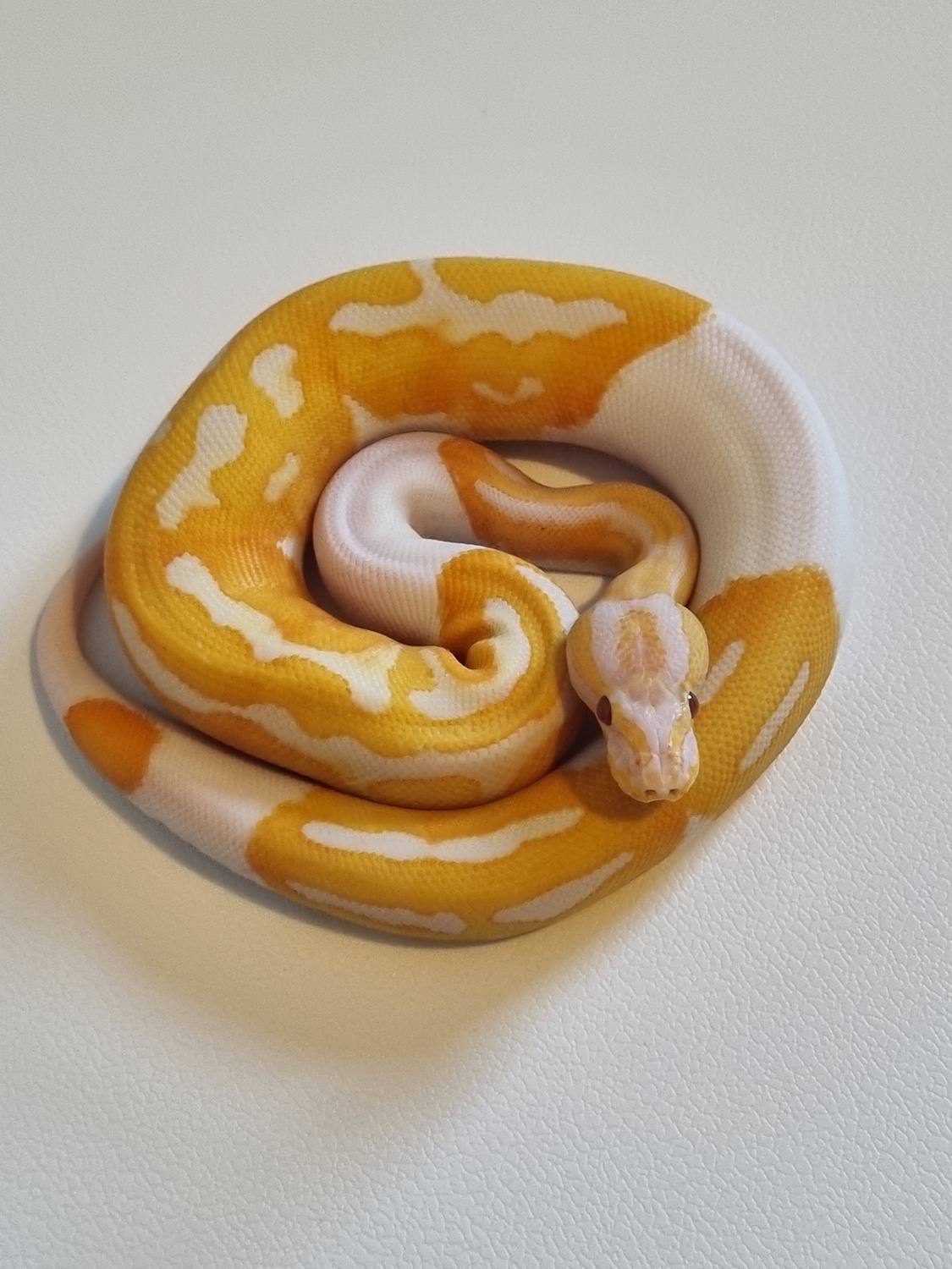 Dreamsicle Ball Python by Strictly Royal Pythons - MorphMarket