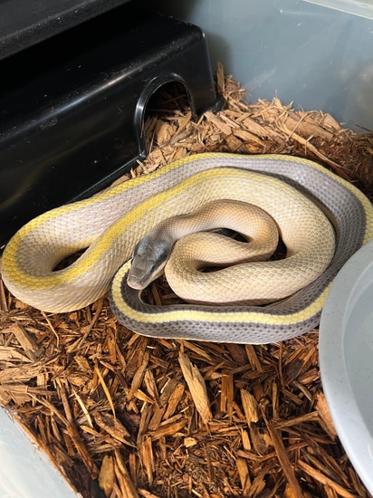 2021 Male Ridley's Cave Dwelling Beauty (Orthriophis Taeniurus Ridleyi ...