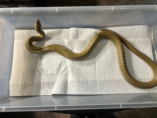 PET ONLY 2021 Male Unicolor Cribo (Drymarchon Melanurus Unicolor) Cribo ...