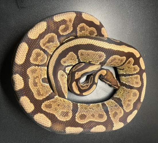 Adult Male Sable Het Lav Albino Ball Python by ZK Ball Pythons