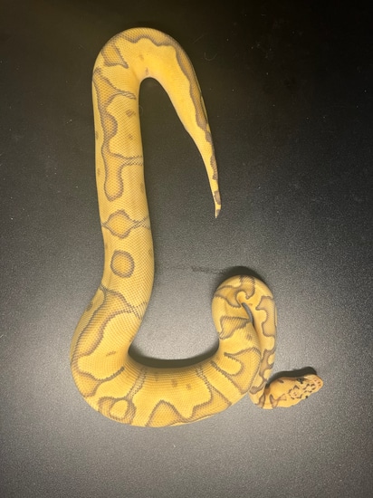 Pastel Enchi Hypo Clown Ball Python by ZK Ball Pythons