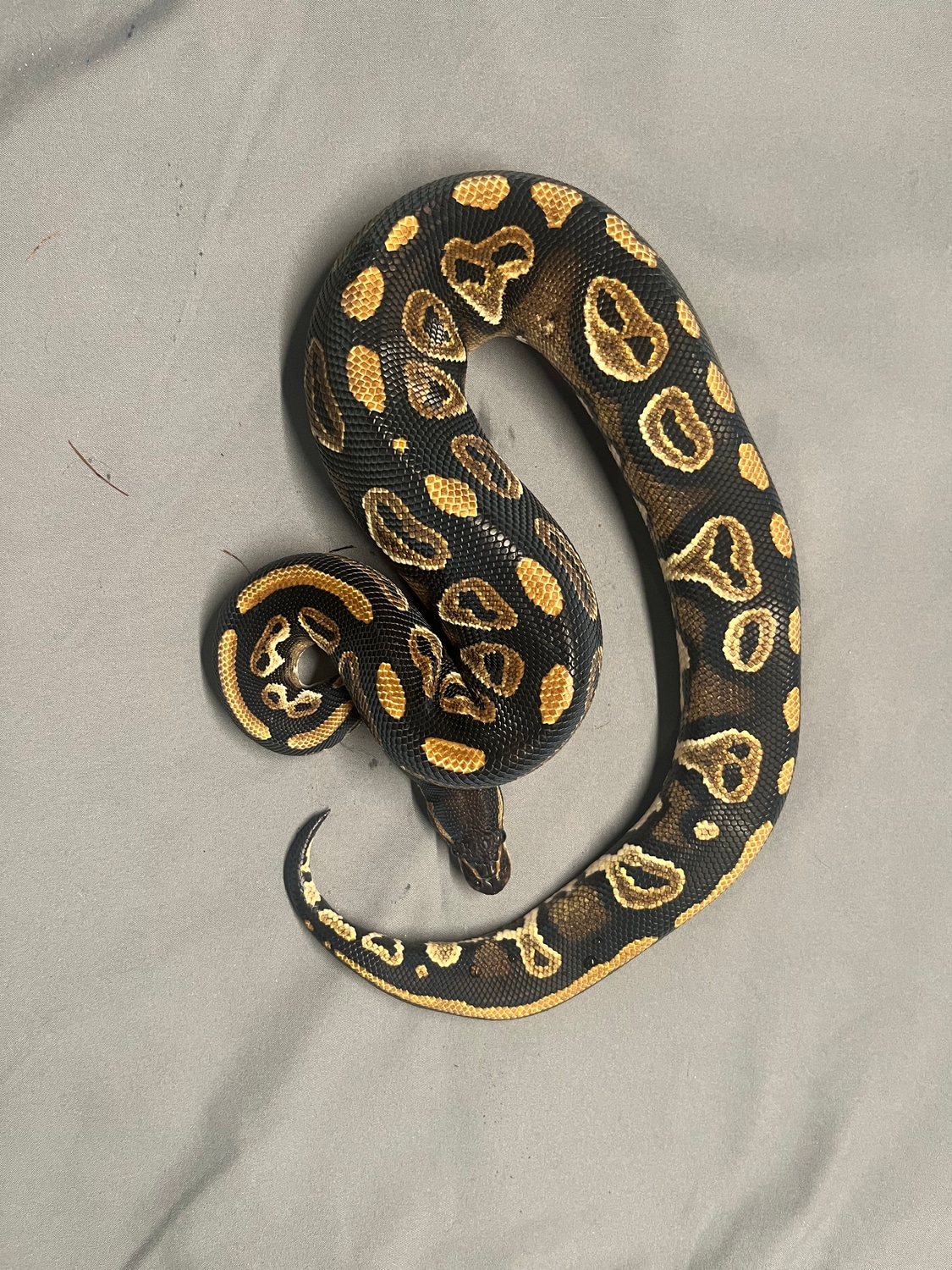 Blackhead Het Clown Ball Python by ZK Ball Pythons - MorphMarket