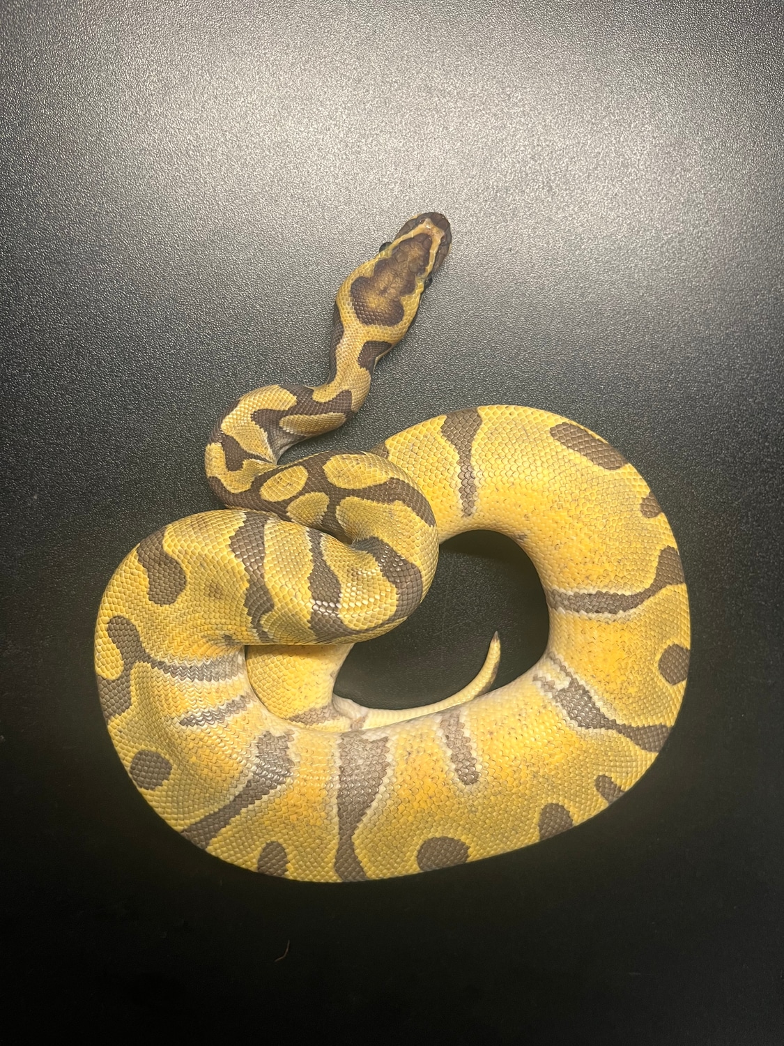 Super Enchi Hypo Het Clown Ball Python by ZK Ball Pythons - MorphMarket