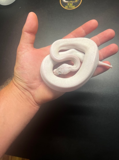 Sterling Fire 50 Het Clown Ball Python by ZK Ball Pythons