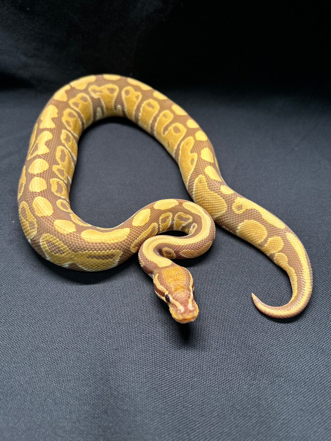 Ultramel Het Clown Ball Python by ZK Ball Pythons - MorphMarket