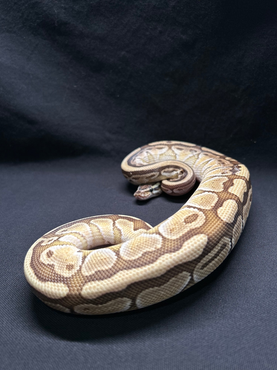 Butter Het Tristripe Ball Python by ZK Ball Pythons - MorphMarket