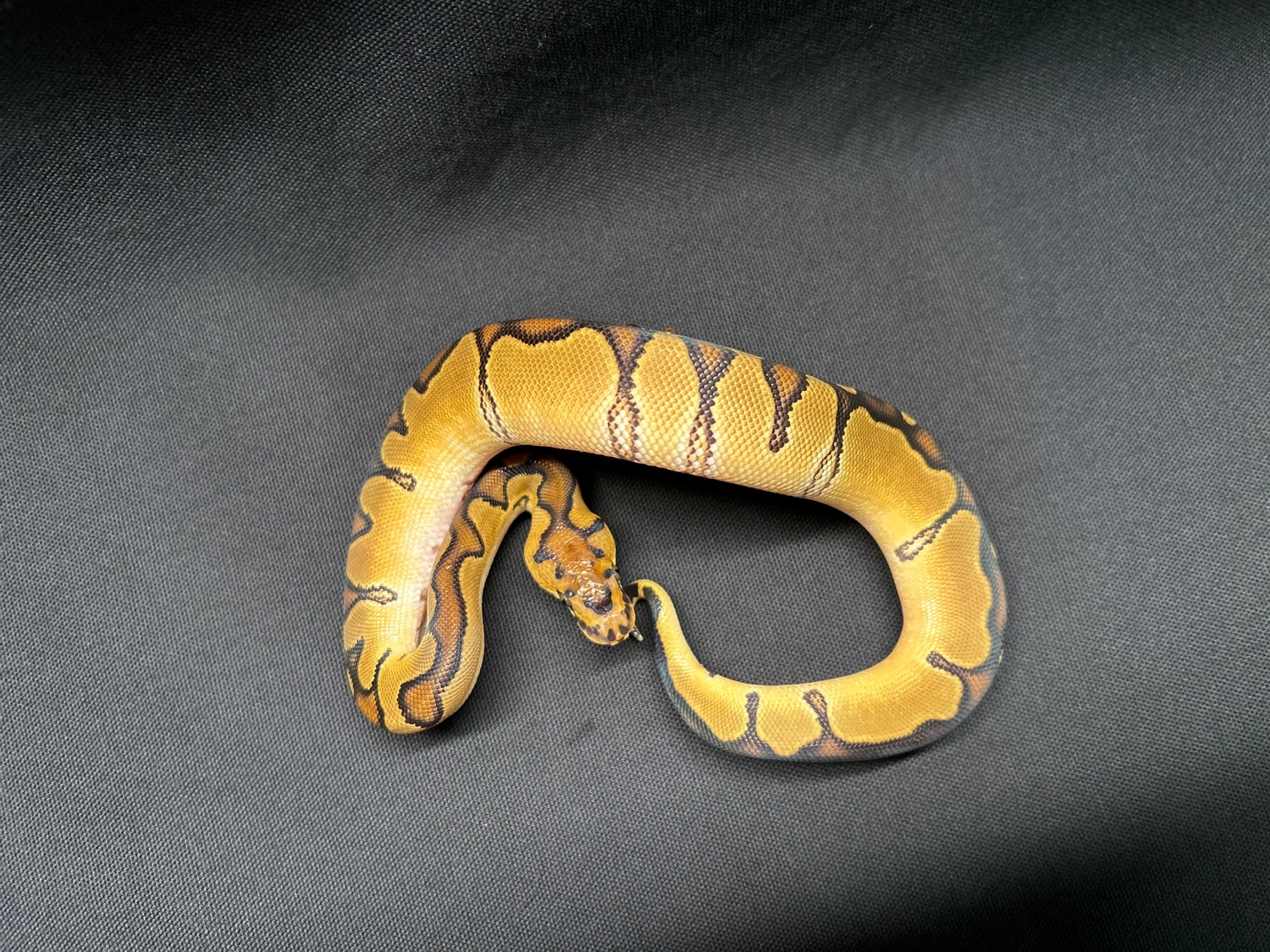 Enchi Yellowbelly Redstripe Clown Het Hypo Ball Python by ZK Ball ...