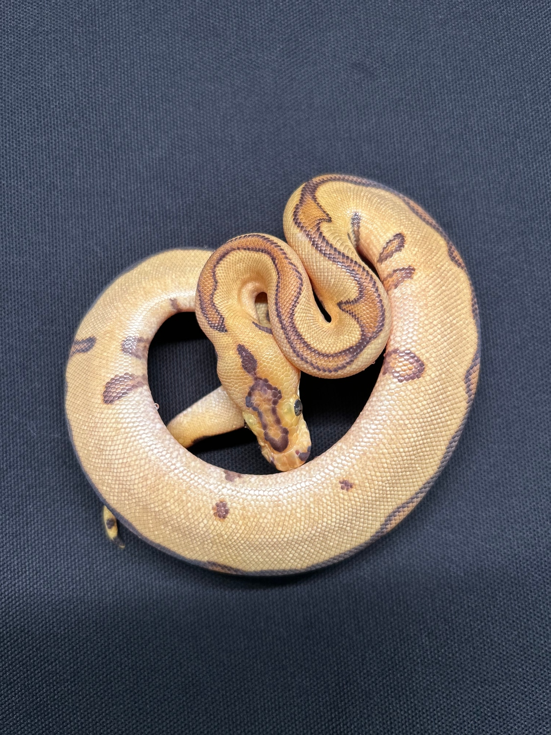Enchi Redstripe Leopard Clown Het Hypo Ball Python by ZK Ball Pythons - MorphMarket