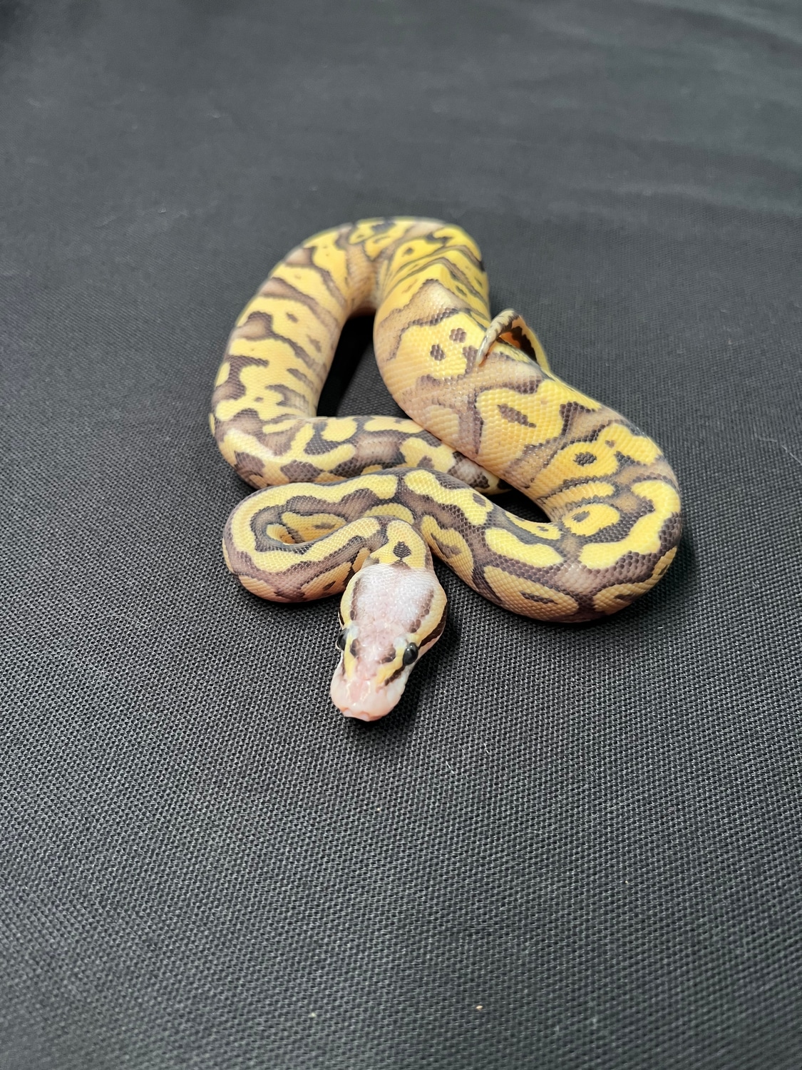Super Pastel Orange Dream Fire 50 Het Clown Ball Python by ZK Ball ...