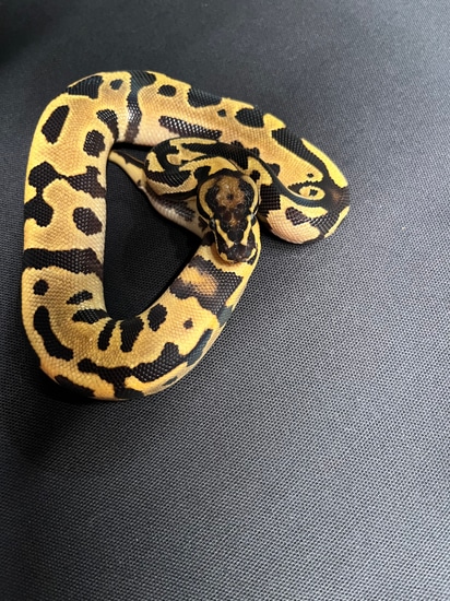 Orange Dream Leopard Fire 50 Het Clown Ball Python by ZK Ball Pythons