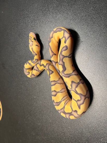 Pastel Enchi Hypo Clown Ball Python by ZK Ball Pythons