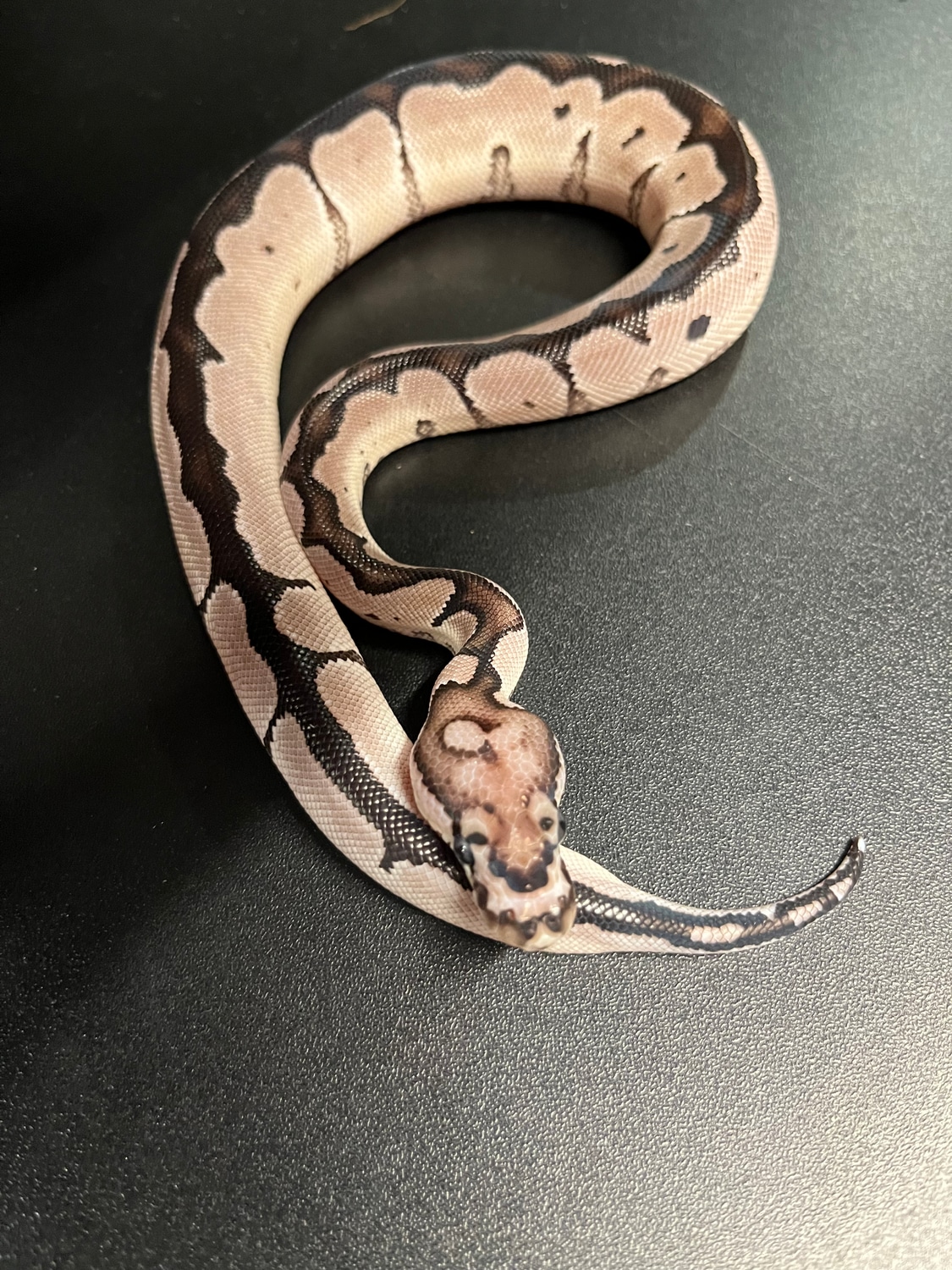 Axanthic Vpi Clown Ball Python by ZK Ball Pythons - MorphMarket