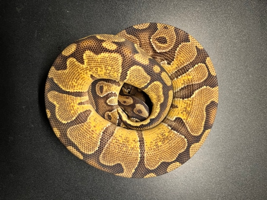 1.3 Enchi Triple Het Albino Rainbow Pied Ball Python by ZK Ball Pythons
