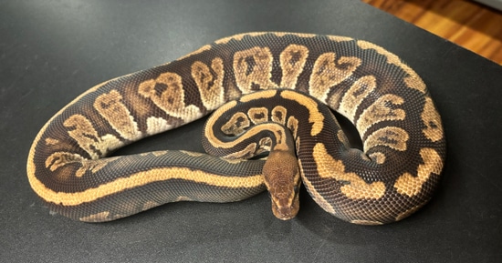 Pair Marvel Mahogany Het Albino Ball Python by ZK Ball Pythons