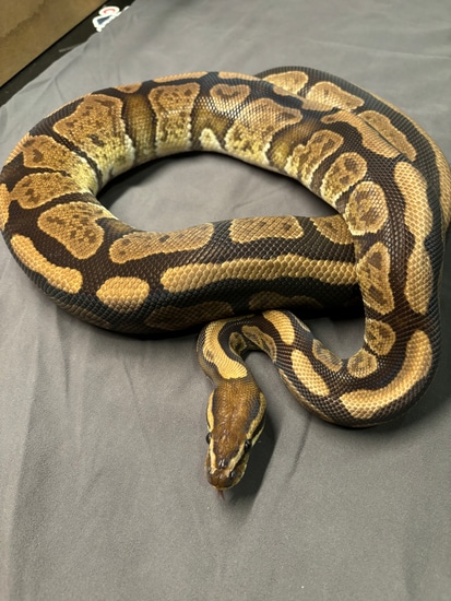 Sable Het Lavender Albino Ball Python by ZK Ball Pythons