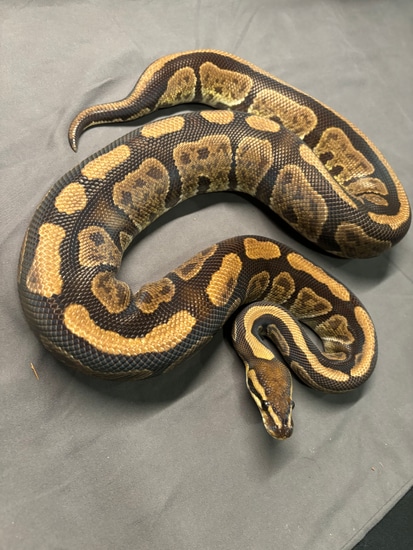 Sable Het Lavender Albino Ball Python by ZK Ball Pythons