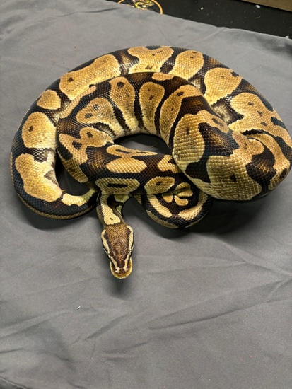 Het Pied Female Breeder Group Ball Python by ZK Ball Pythons