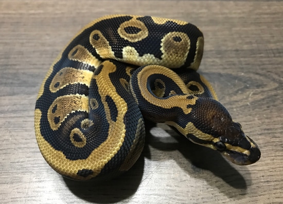 Harlequin Ball Python by Blackburn Exotics