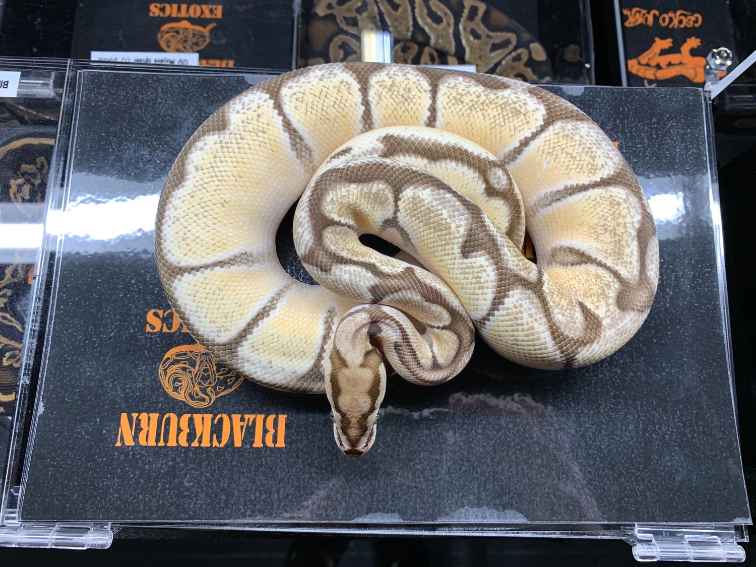 OD Mojave Spider Ball Python by Blackburn Exotics - MorphMarket